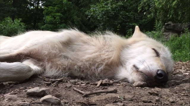 White Wolf : Alawa, Gray Wolf Howling in Her Sleep at the Wolf ...
