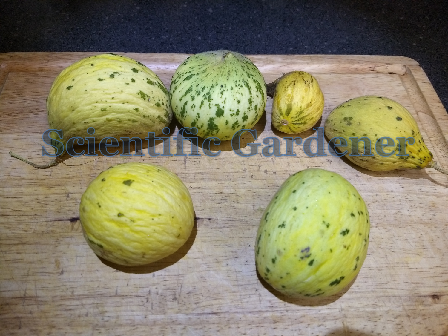 The Scientific Gardener: The Turkish Tursuluk Kelek in the Chicken Garden