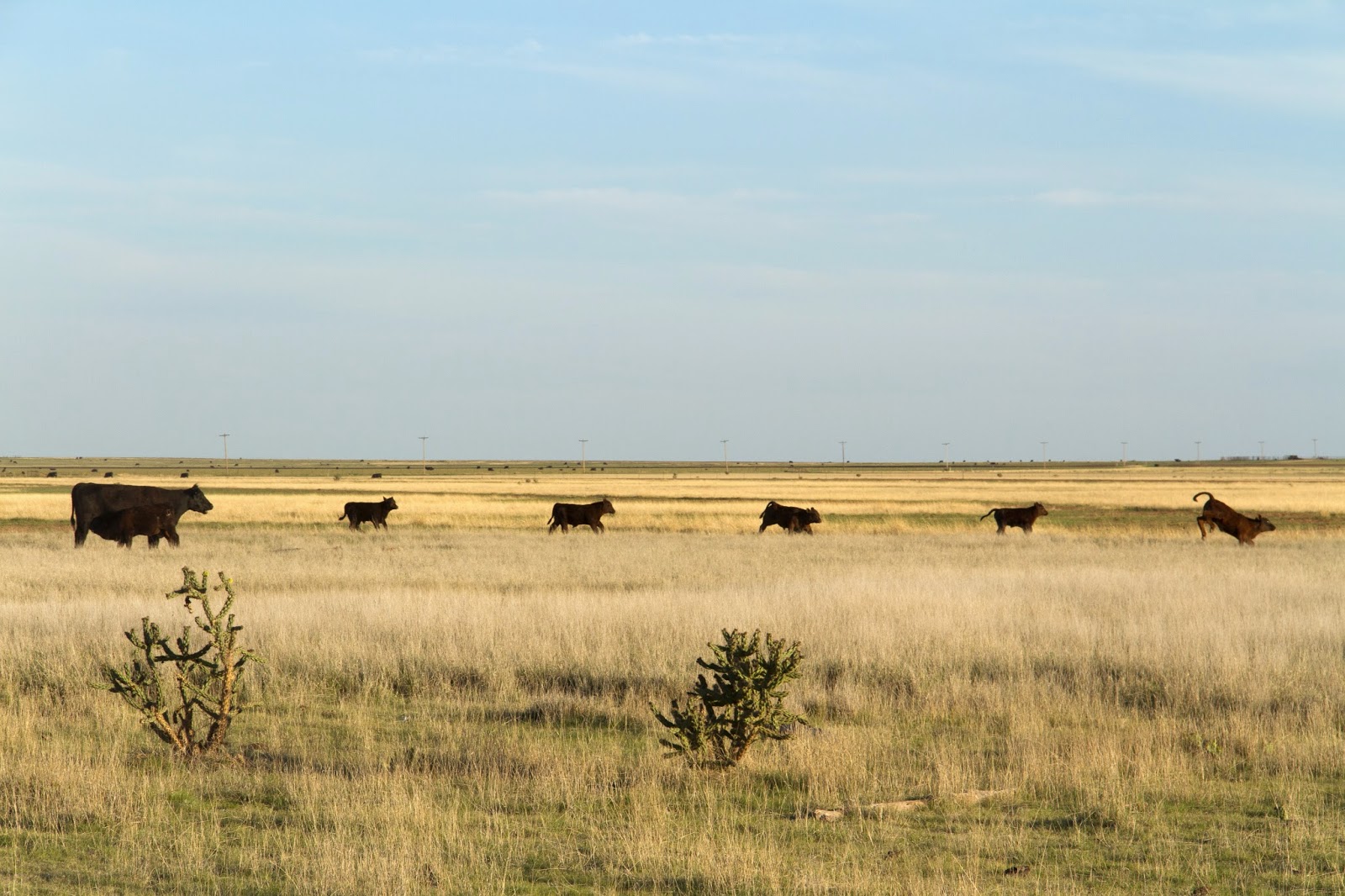 Corrales Chronicles: The Texas Panhandle, Part 1: Wide Open Spaces