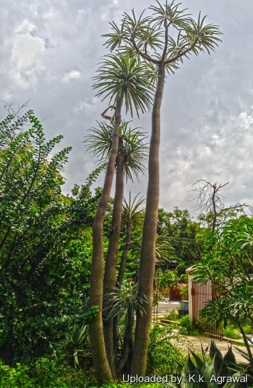 Pachypodium Ökenstjärna Suckulent