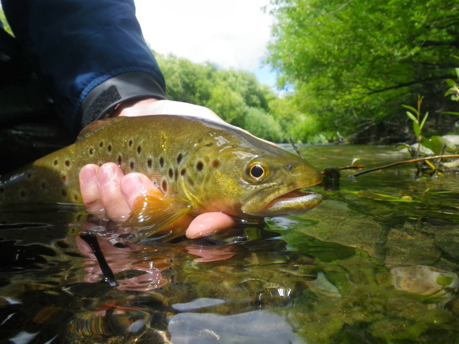 First Cast Fly Fishing: Fort Collins Beginner Fly Fishing Lessons: Deep ...