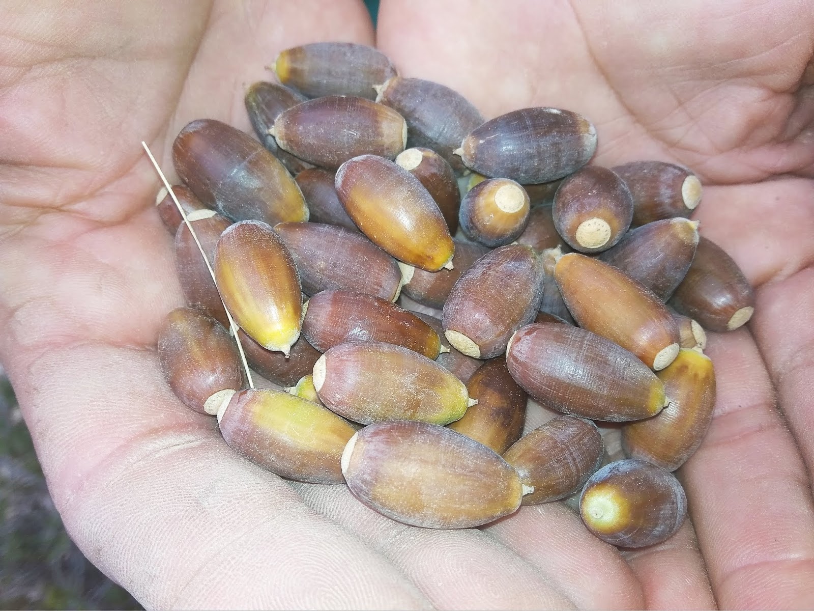 Aventuras en la Palma d´Ebre: LA REVOLUCIÓN DE LA BELLOTA