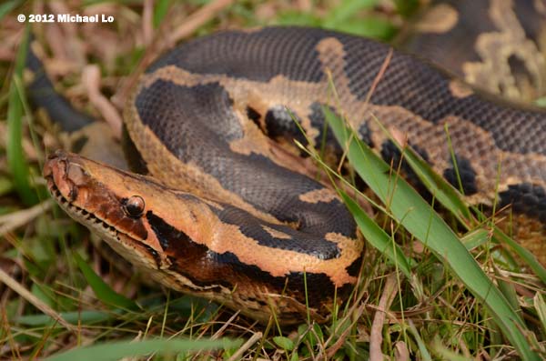 The rainforests of Borneo & Southeast Asia: Borneo short-tailed python ...