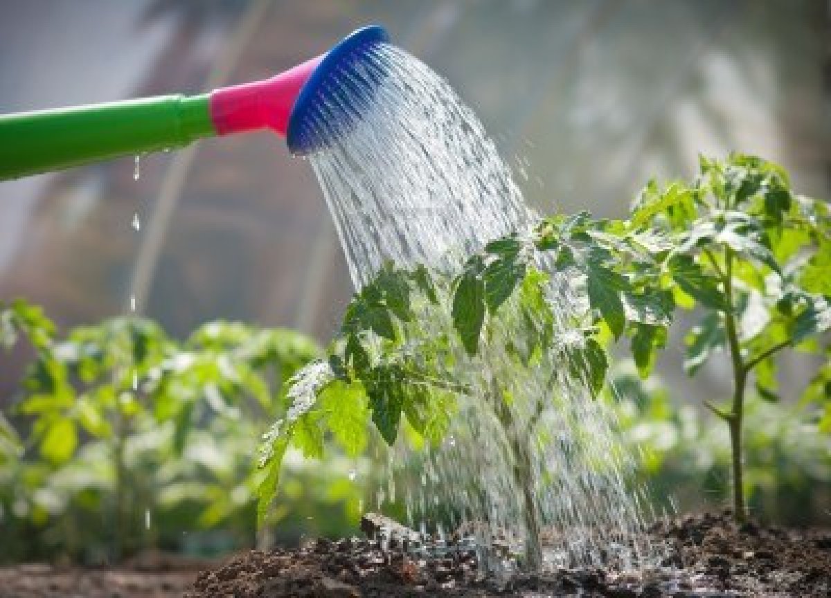 AGRICULTURA CERO: CUANDO REGAR LAS PLANTAS