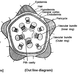 Biology Topics: INTERNAL STRUCTURE OF YOUNG STEM