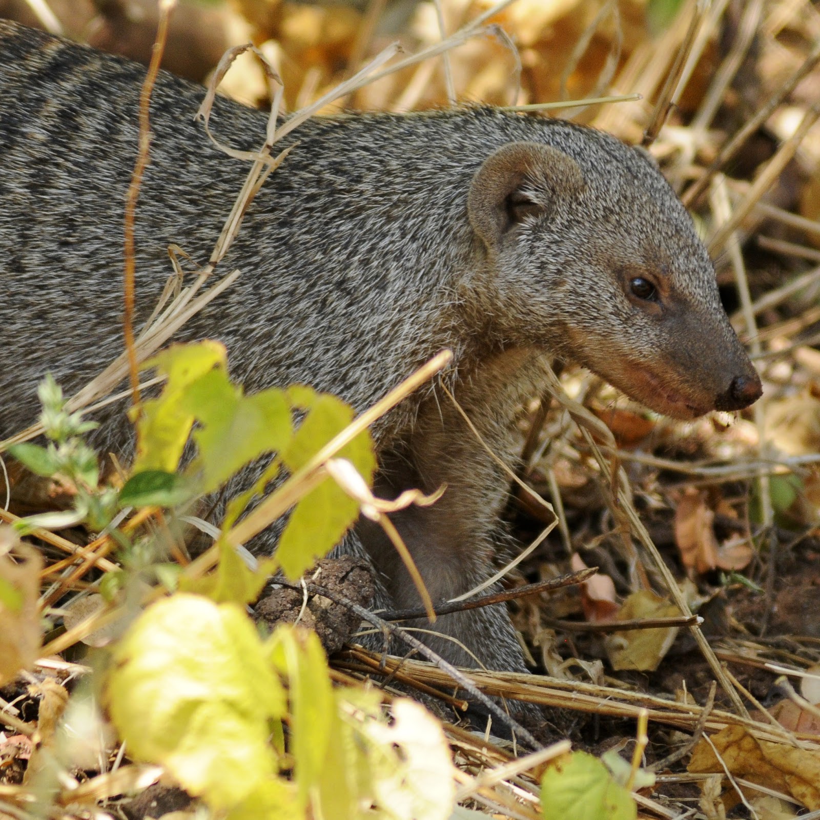The Nature of Framingham: Like Rikki-Tikki-Tavi? You'll Love These ...