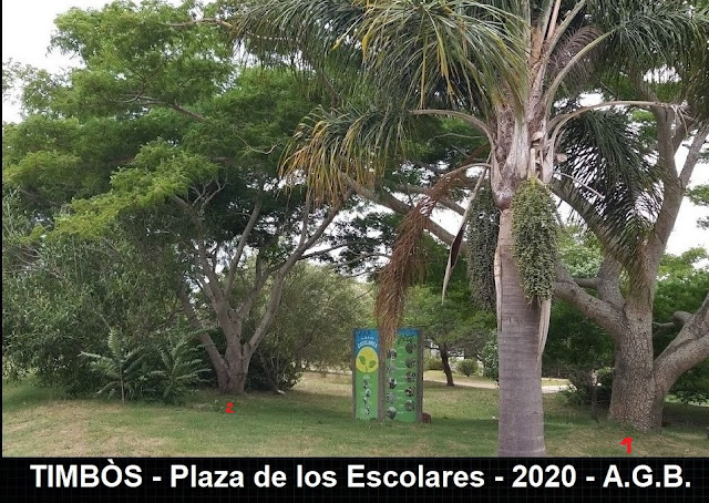 Blog de EL ESCRIBIDOR: CAMBÀ NAMBÌ – LA LEYENDA DEL TIMBÒ