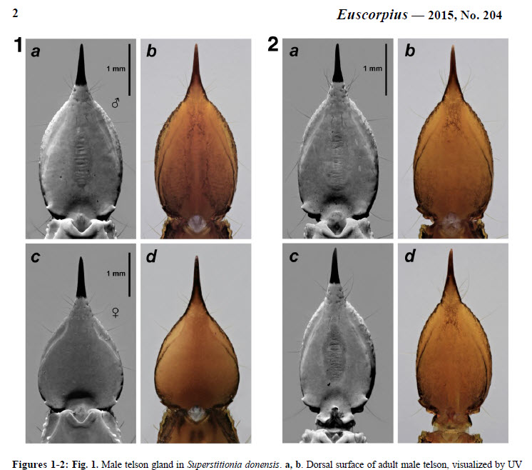 The Scorpion Files Newsblog: Telson gland observed in the genus ...