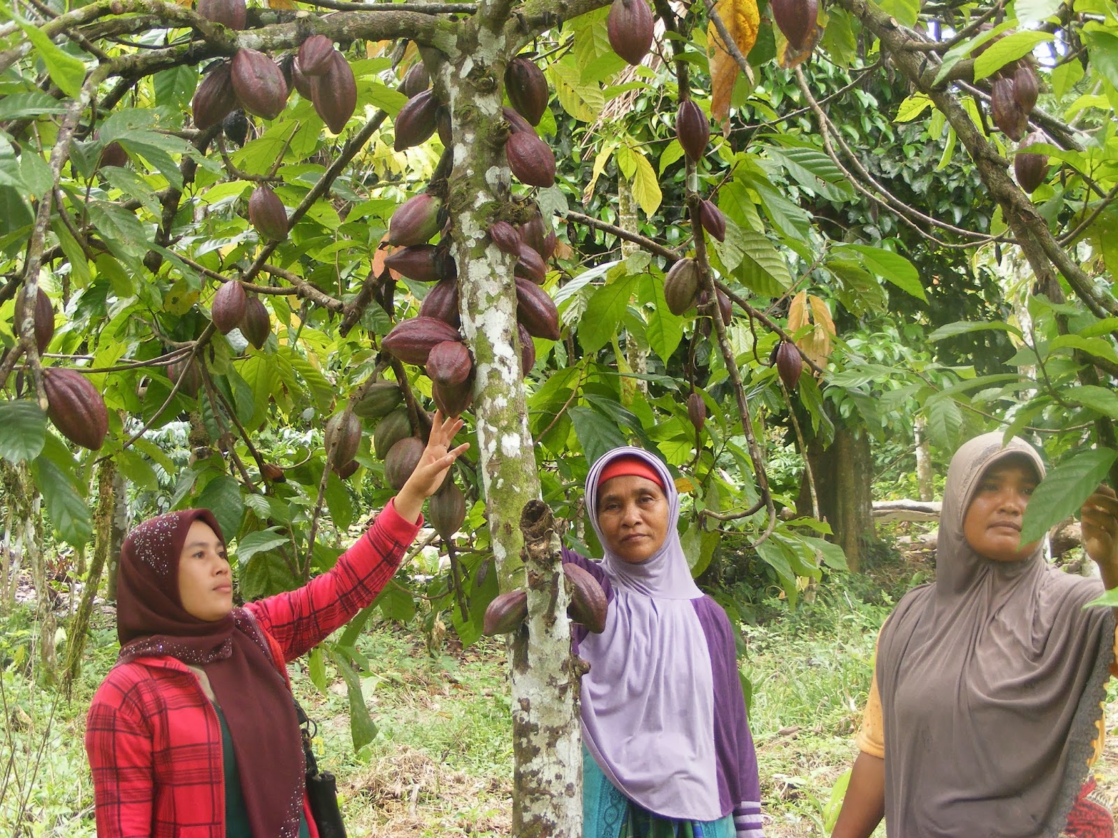 From Aceh to Myanmar: Organic fertilizer made from local materials: you ...