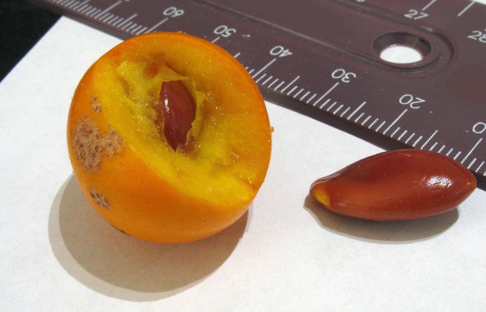 Всё о бегониях и не только...: Мимусопс / Испанская вишня (Mimusops ...