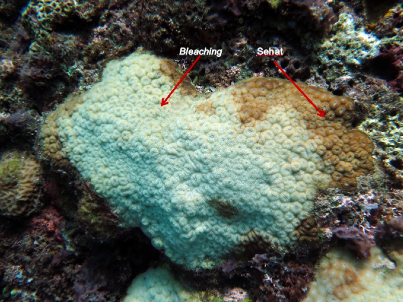Penyakit Terumbu Karang (Coral Disease) | Science Media