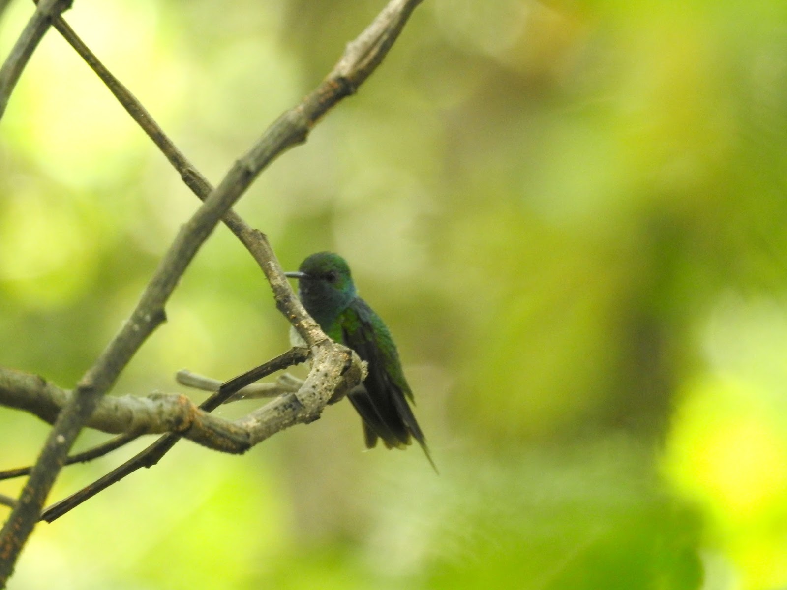 Tica Birding Adventure