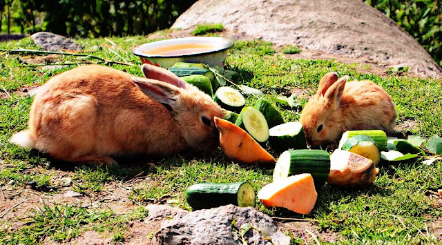 7 Tips para el cuidado de tu conejo | K! The Magazine