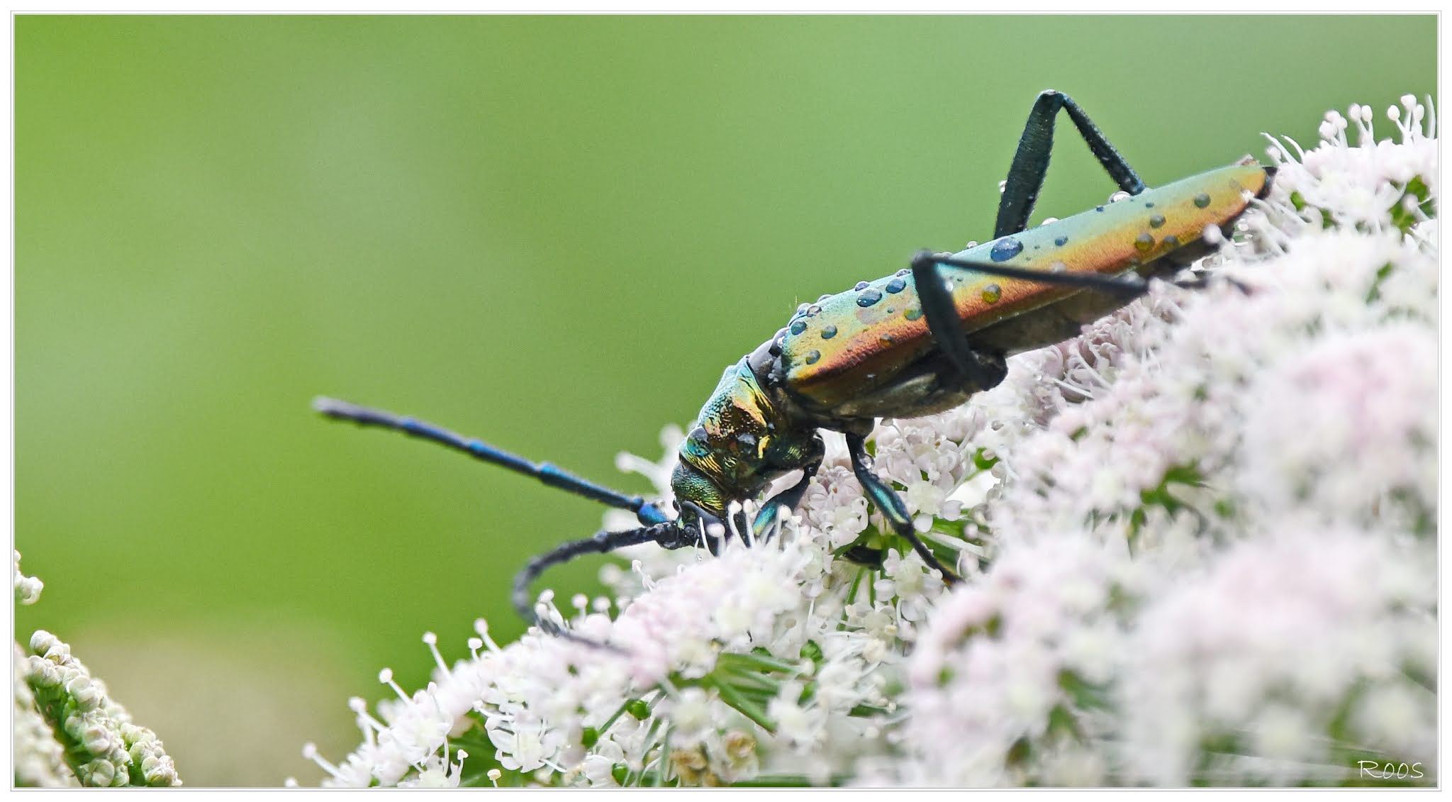 Natuur, cultuur en alles wat boeit ...: All sizes and from insect to ...