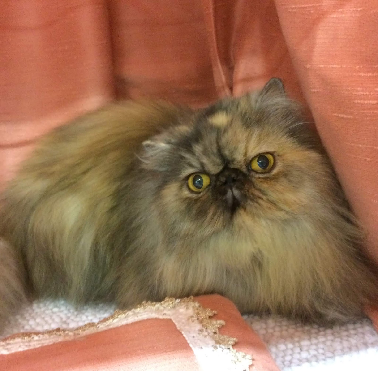 S*Atitza's Perser & Exotic: 2019