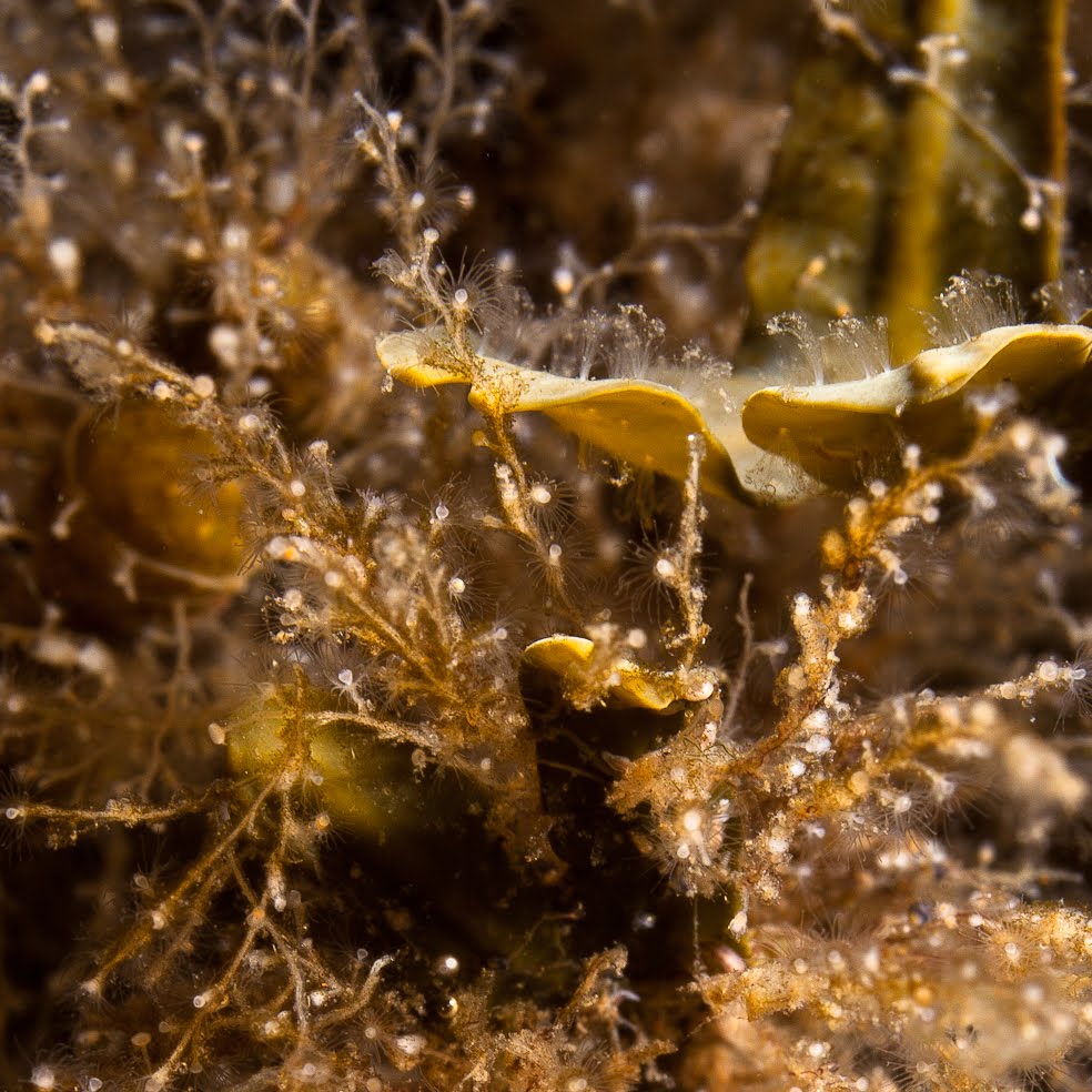 Mick's marine biology: A glimpse of invertebrate marine life of ...