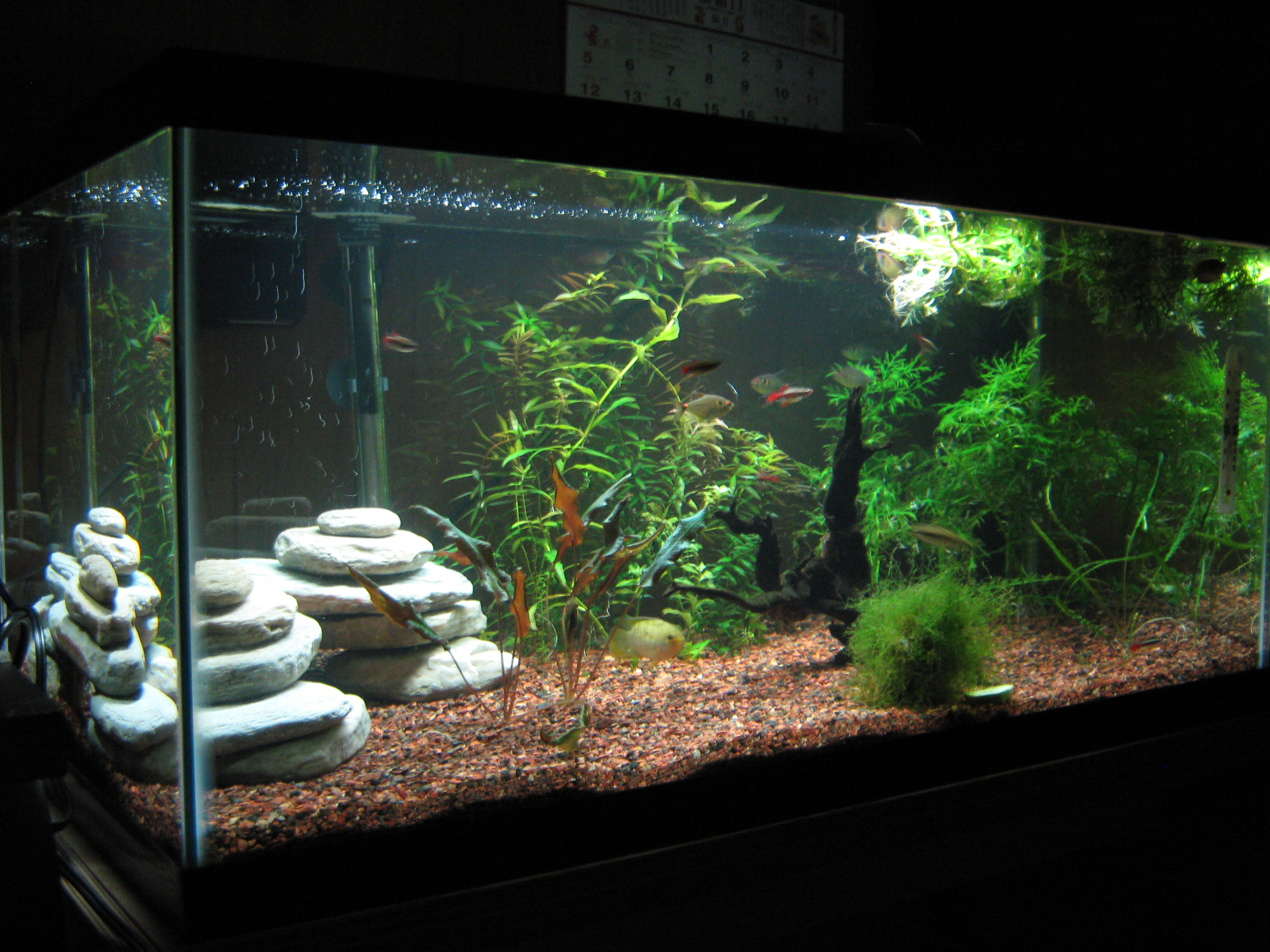Ecco's Aquarium Blog: New 40 Breeder Planted Tank