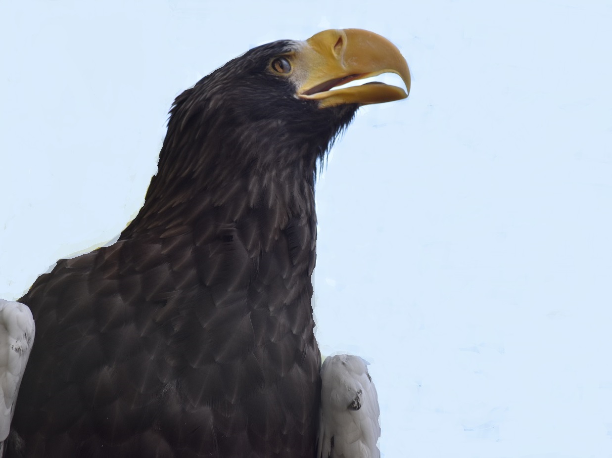 ZOOTOGRAFIANDO (6.100 ANIMALS): PIGARGO GIGANTE DE STELLER / STELLER´S ...