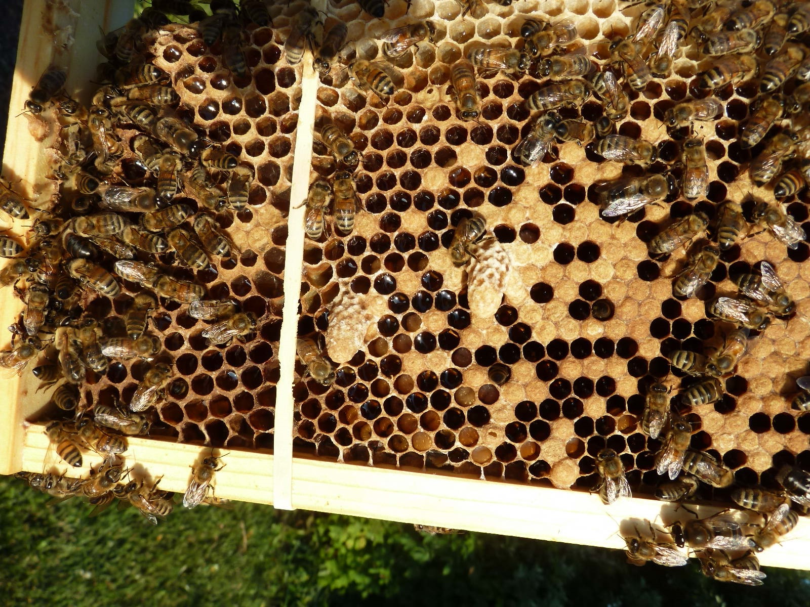 Beeginnings: 2015-07-15: Cut Out Hive and New Queens!