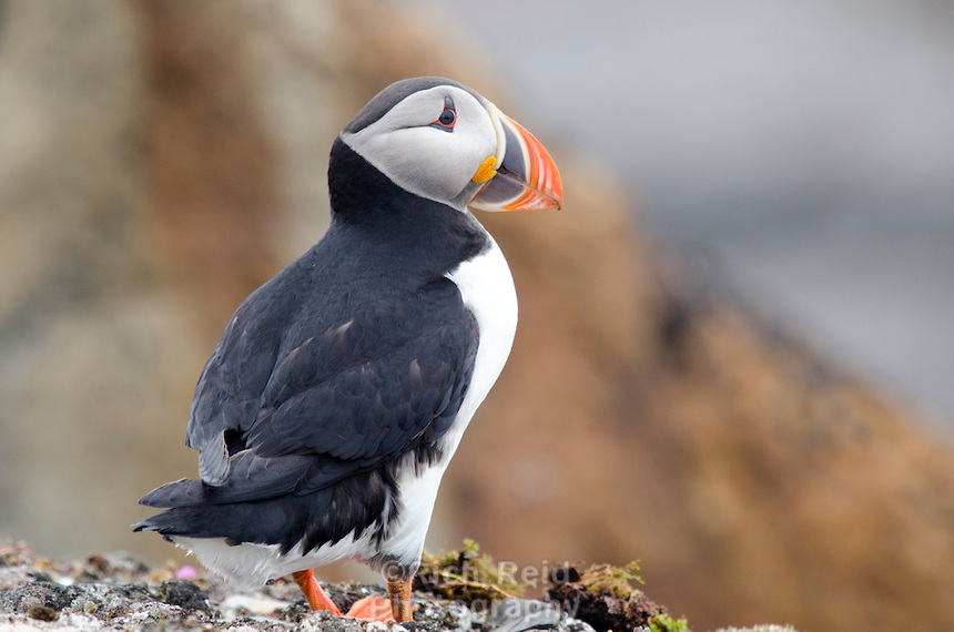 Atlantic Puffins Wildlife Information | All Wildlife Photographs