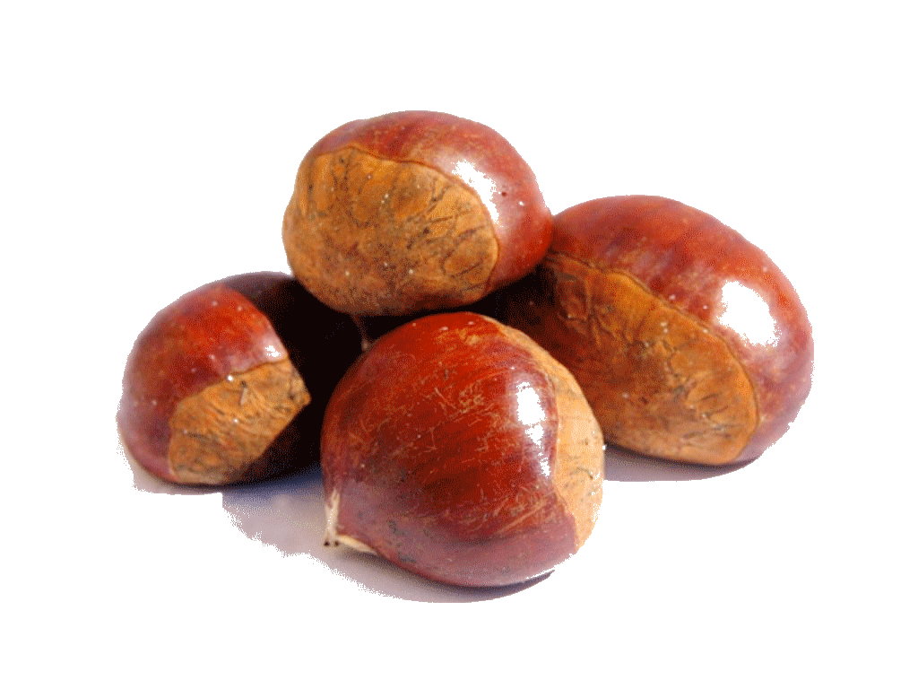 CASTANHEIROS HÍBRIDOS