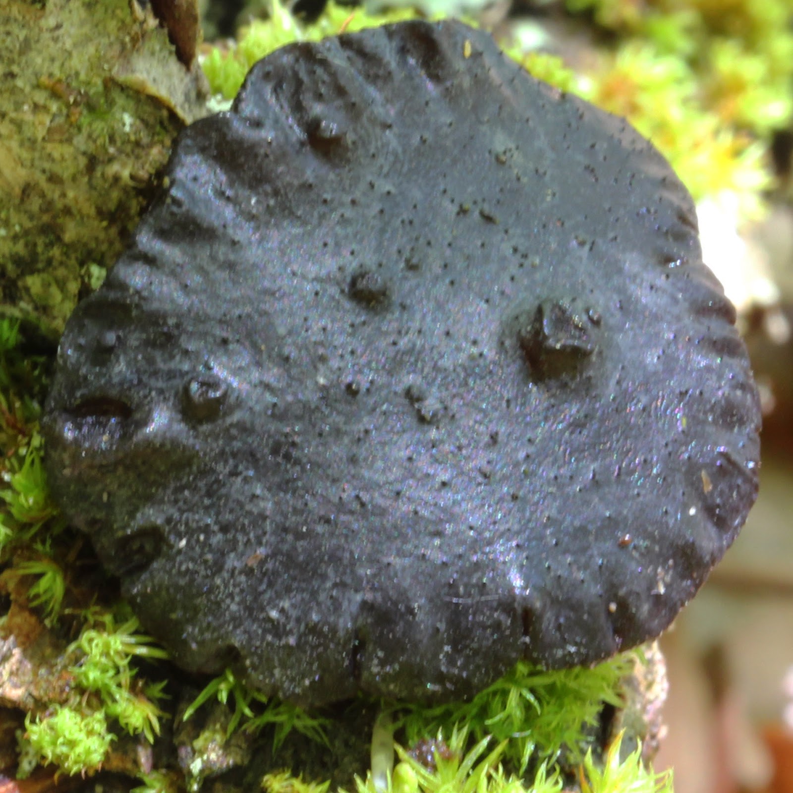 Guía de Setas y Hongos de Navarra.: Exidia glandulosa (Bull) Fr.