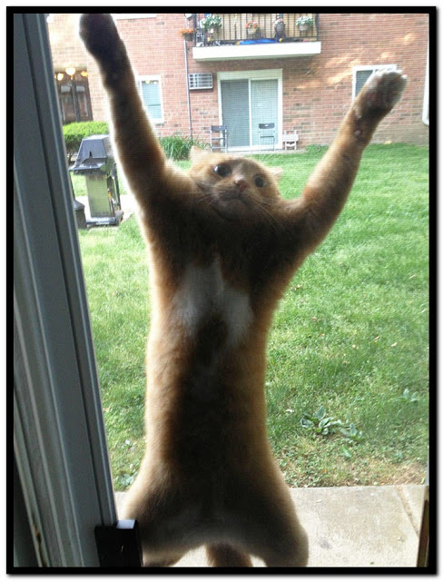 Chuck's Fun Page 2: Overly dramatic cats - 34 images