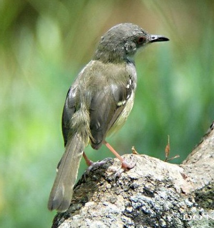 Jenis-jenis Burung Ciblek yang Populer