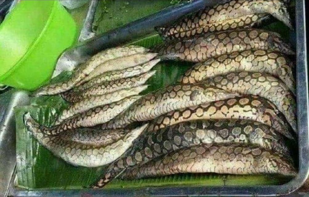 Ikan Tilan - Perumperindo.co.id