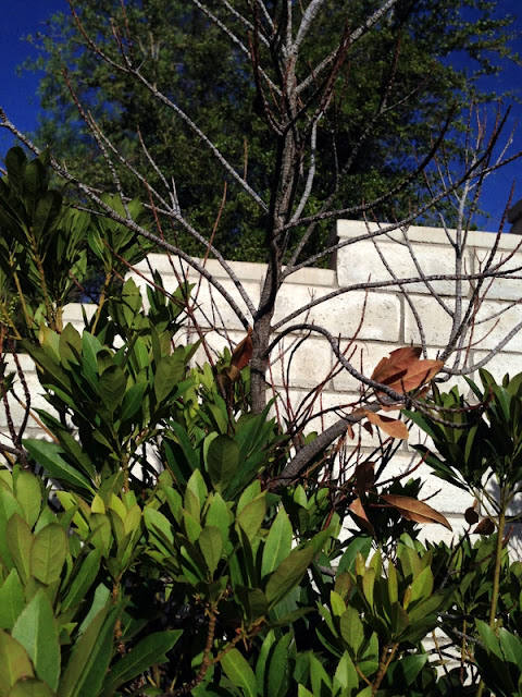 Xtremehorticulture of the Desert: Sucker Growth From the Base Can ...