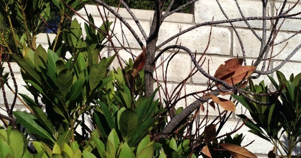 Xtremehorticulture of the Desert: Sucker Growth From the Base Can ...