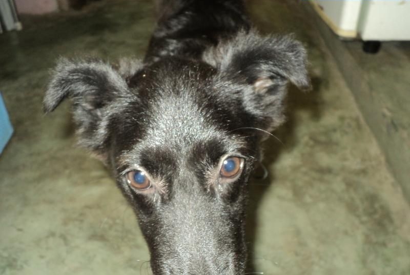 pet catalog: Mix Breed Labrador and Japanese Spitz