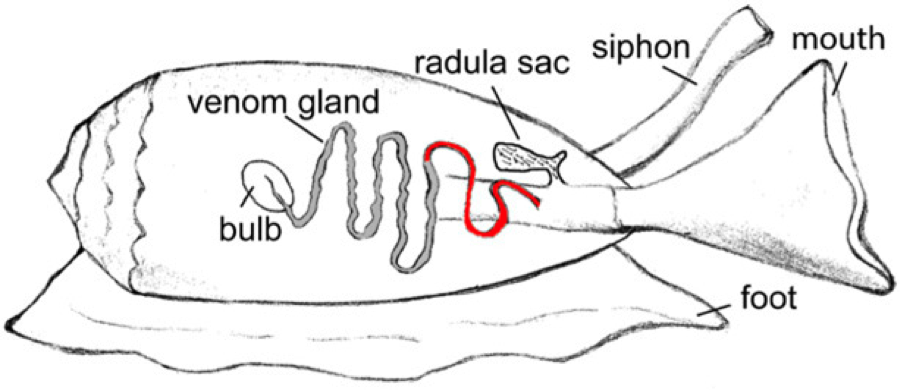 Cal Poly BIO 502: Venomous Insulin: Cone Snails and Their Specialized ...