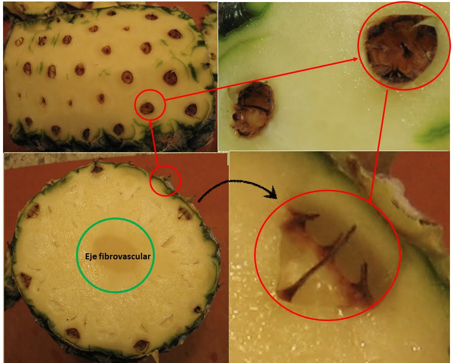 Sobre esto y aquello: El fascinante interior de una piña