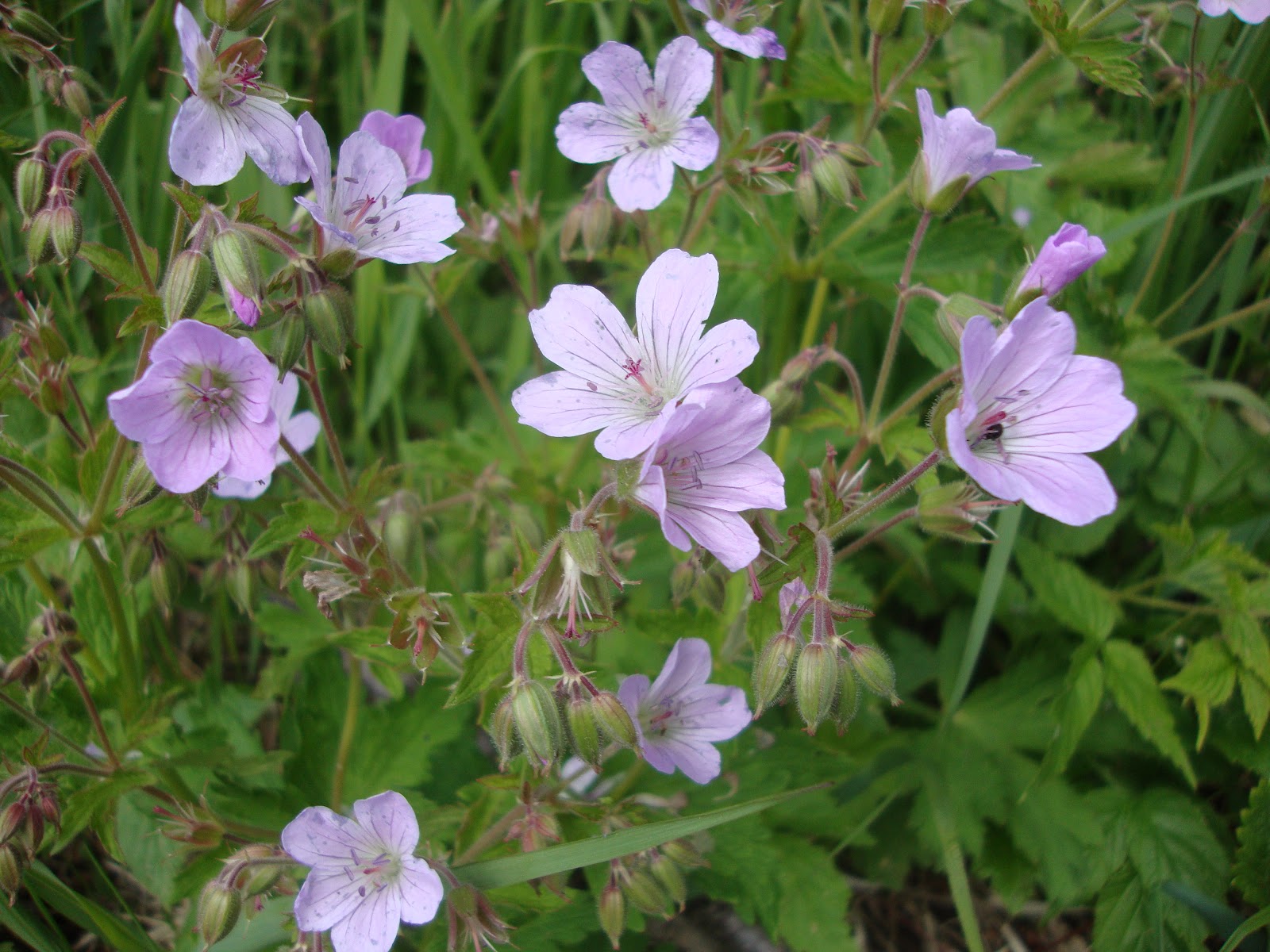 Kasvikansio: Sinikukkaiset kasvit