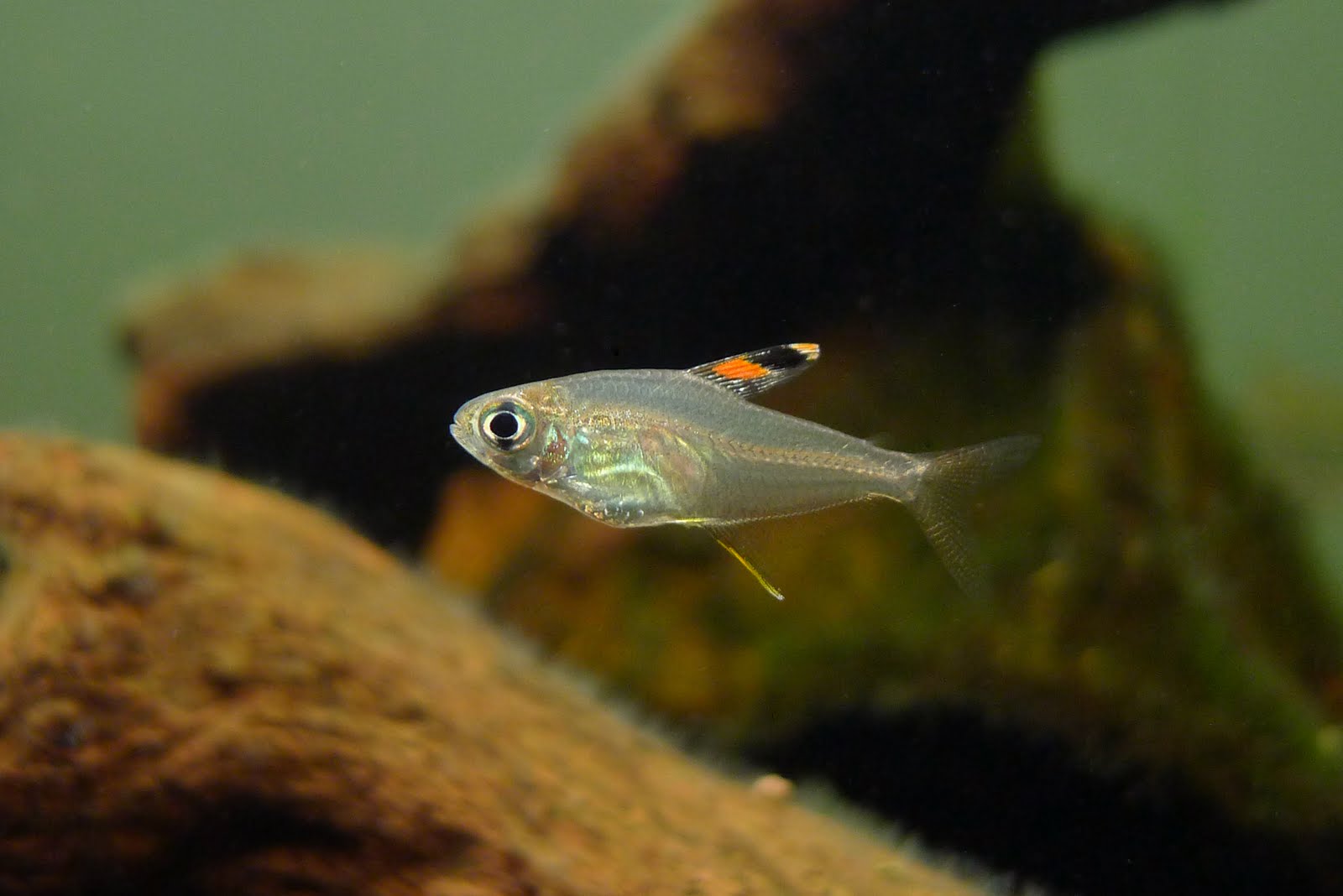 名燈天下: 信號燈 (Moenkhausia hemigrammoides)