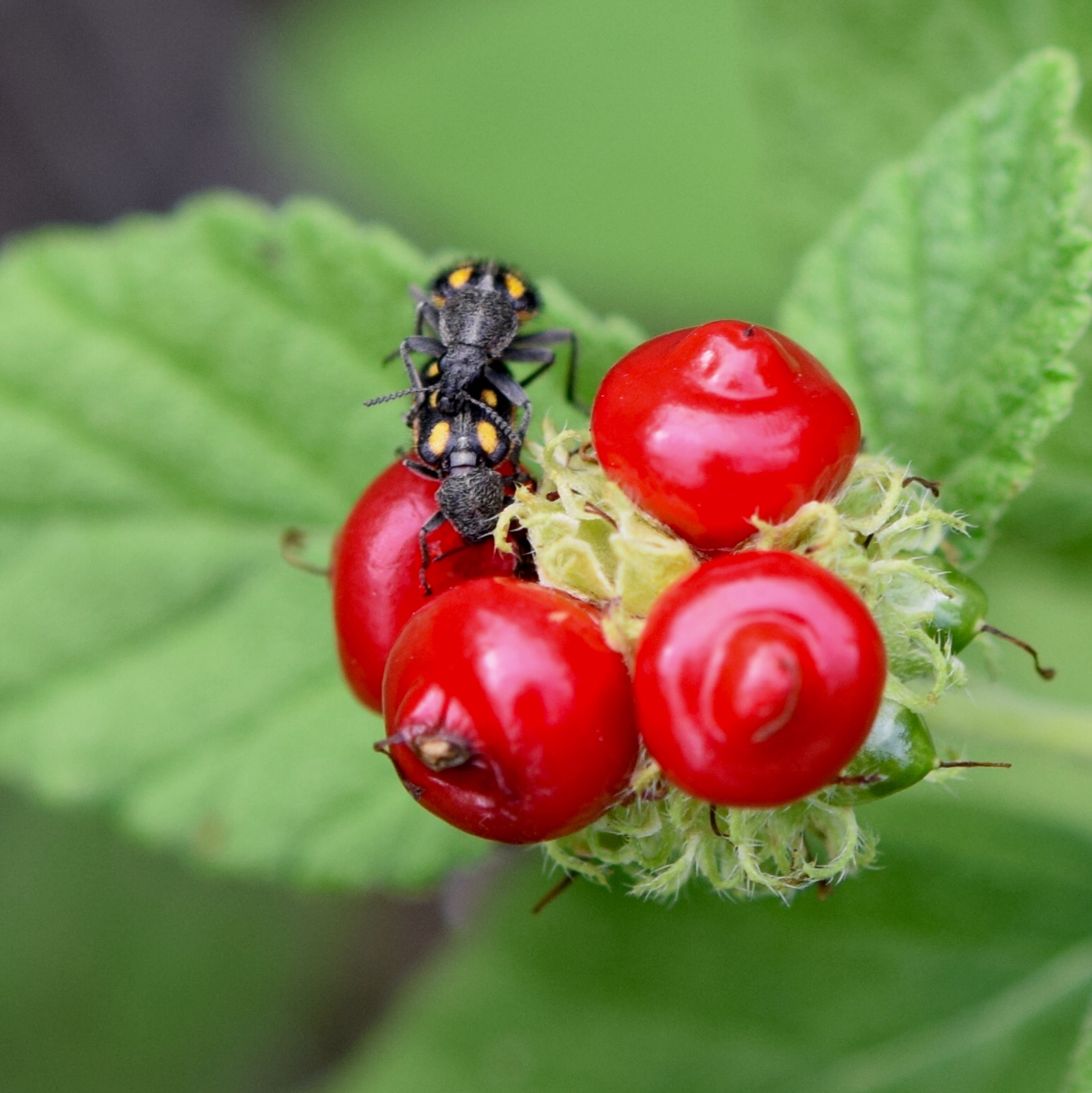 Hiking Curaçao - Flora and Fauna: Flowers, seeds and bugs