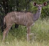 Estudo dos Animais: ANIMAIS-CUDU OU KUDU