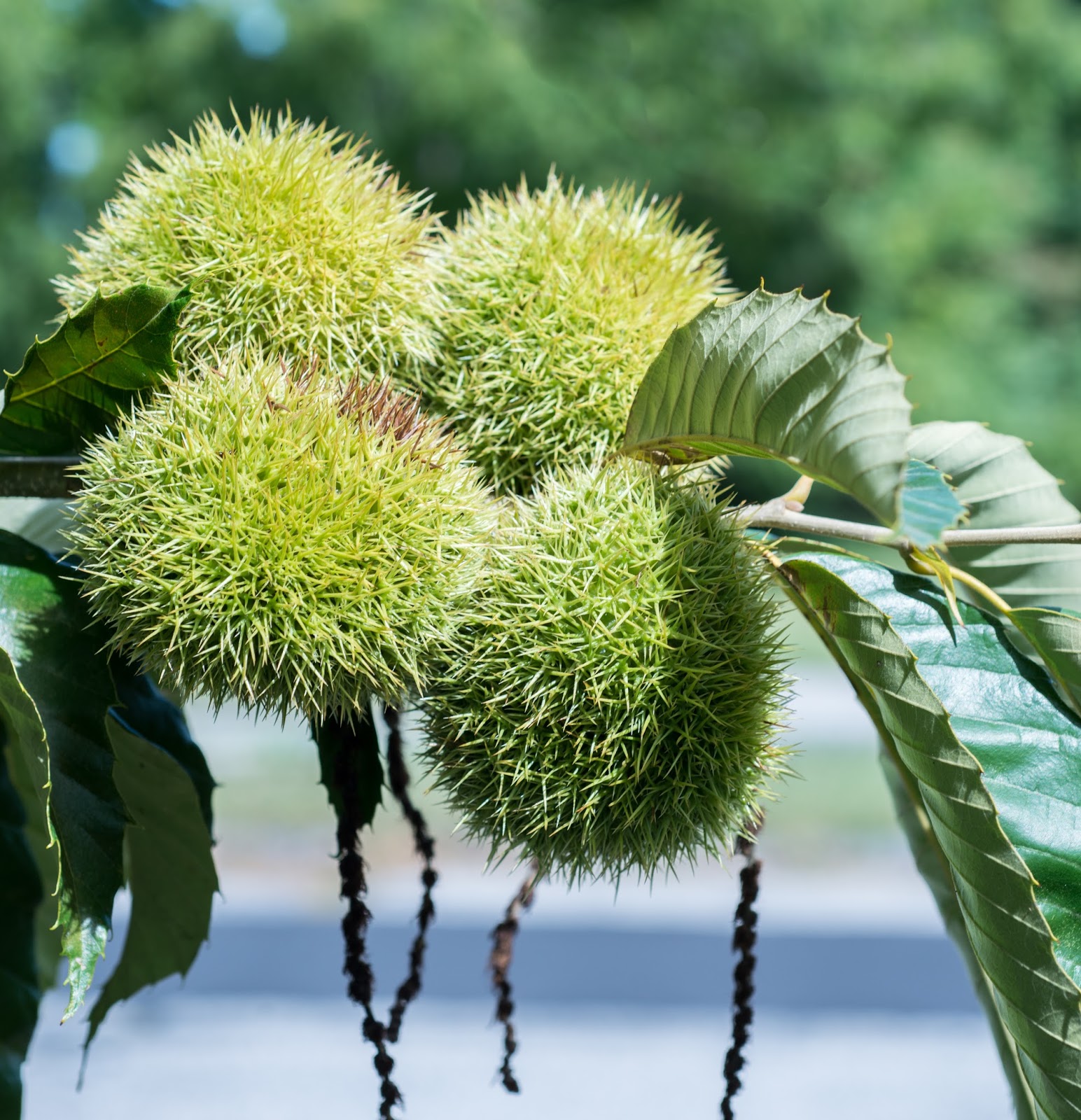 The 3 Foragers: Foraging for Wild, Natural, Organic Food: Chestnut ...