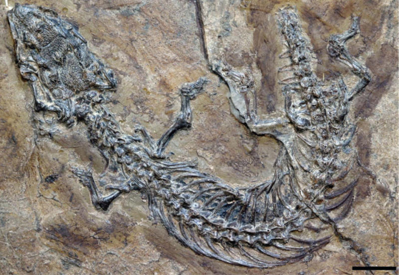Lizard Fossils