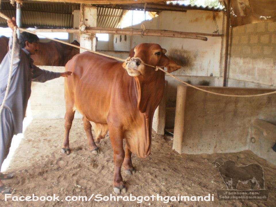 Sohrab Goth Gai Mandi Photos Gallery: Amir Dilpasand Cattle Farm 2013