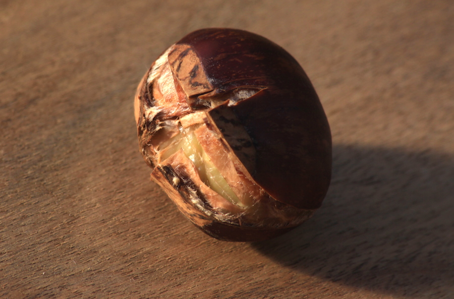 Healing Weeds: Sweet Chestnut