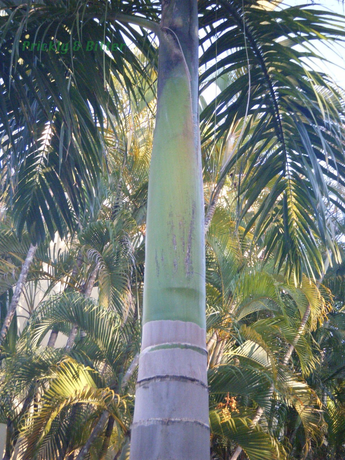 Prickly and Bitter: The Royal Palm