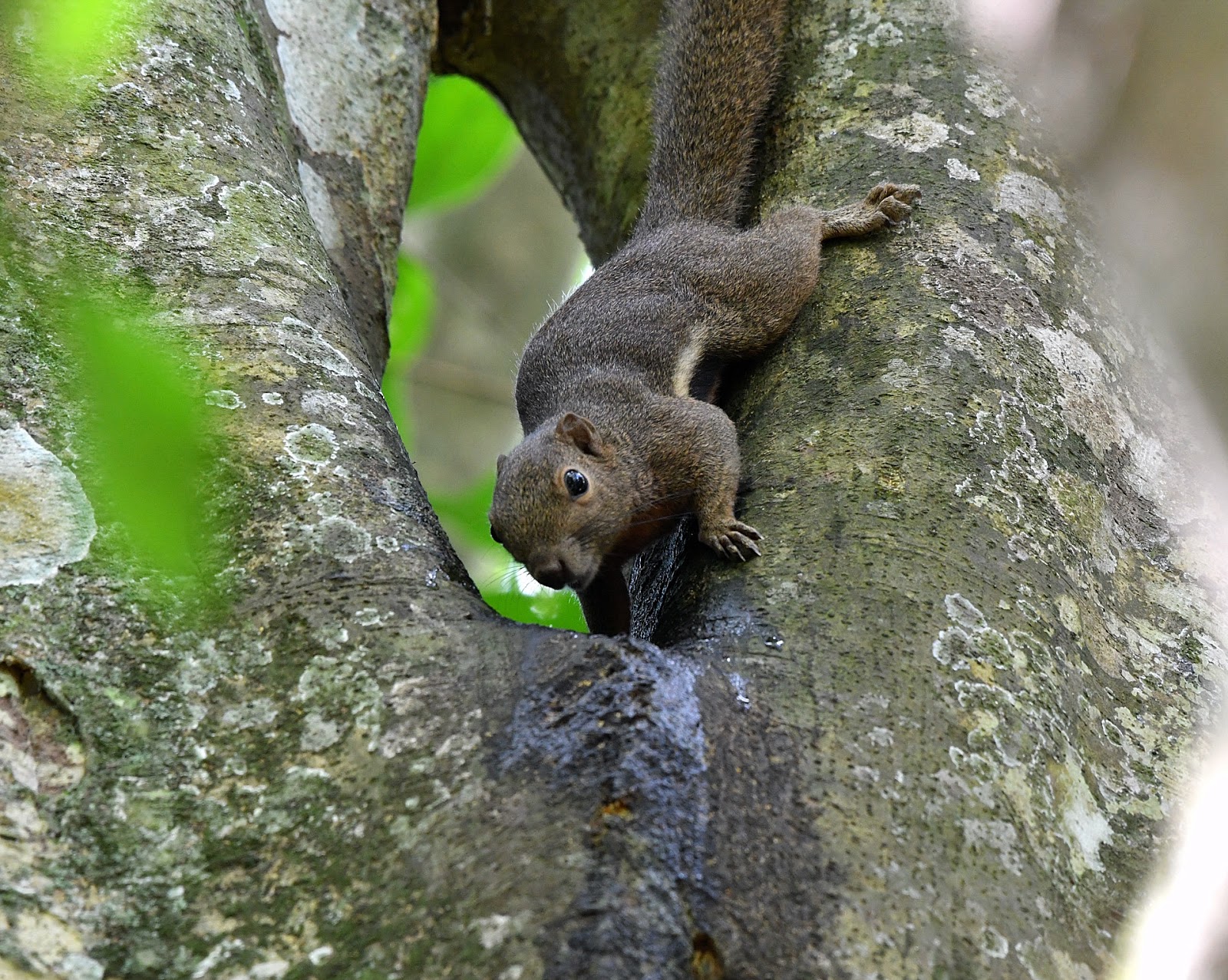 The Life Journey in Photography: Squirrel @ Kuala Selangor Nature Park ...
