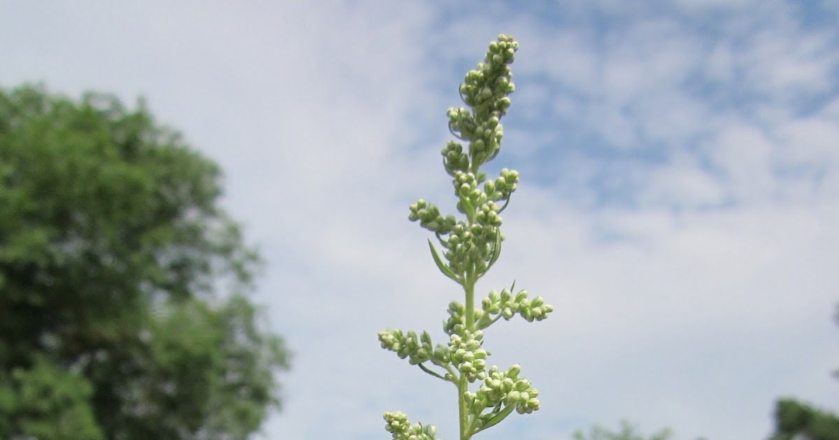 Bynke - den gode historie