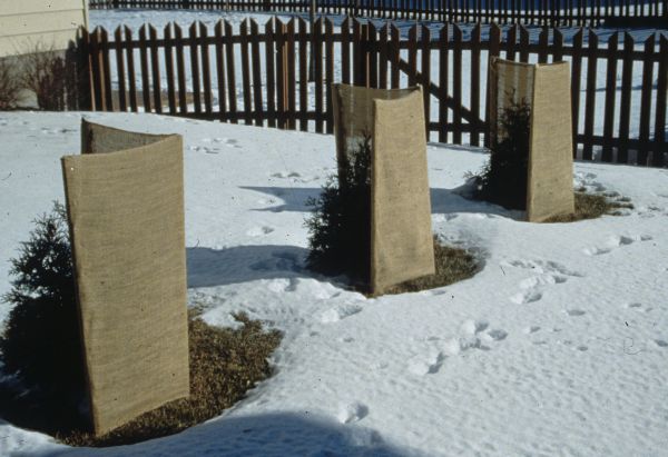 Gardening Naturally with Claudia: Winter Plant Care - Prepare for the Cold