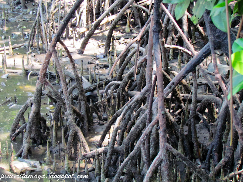 Ini cerita saya ...: Taman Paya Bakau Lumut, Perak.