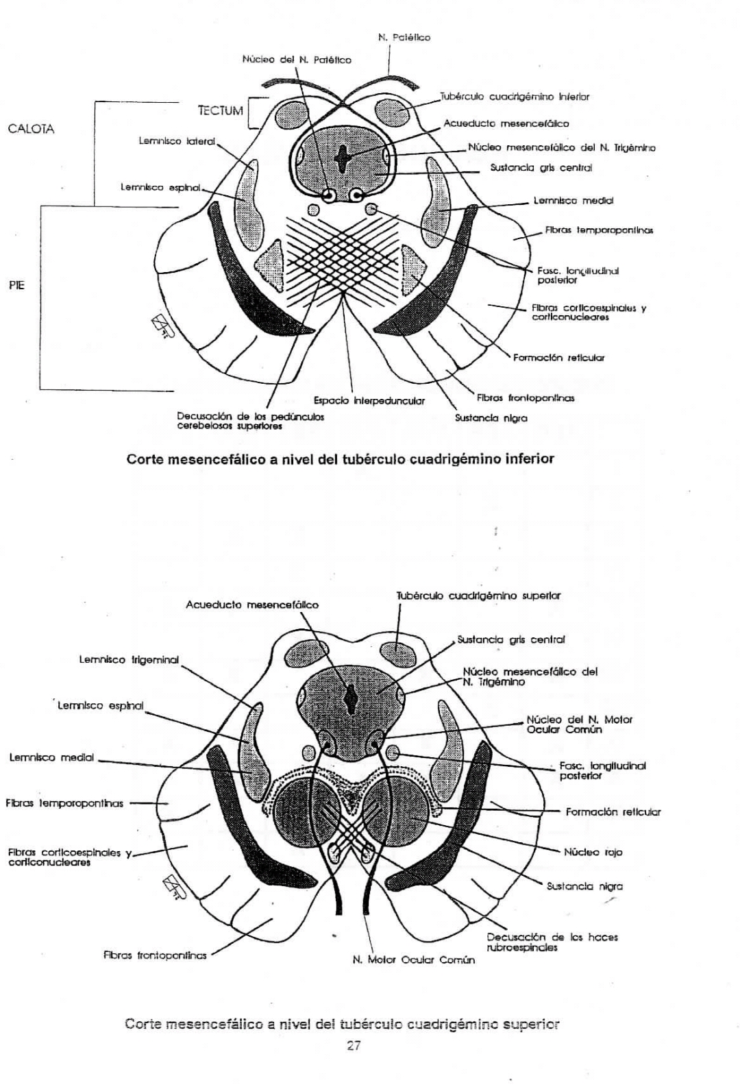 Estudiante de medicina : Apunte de neuroanatomia de Forlizzi Pro