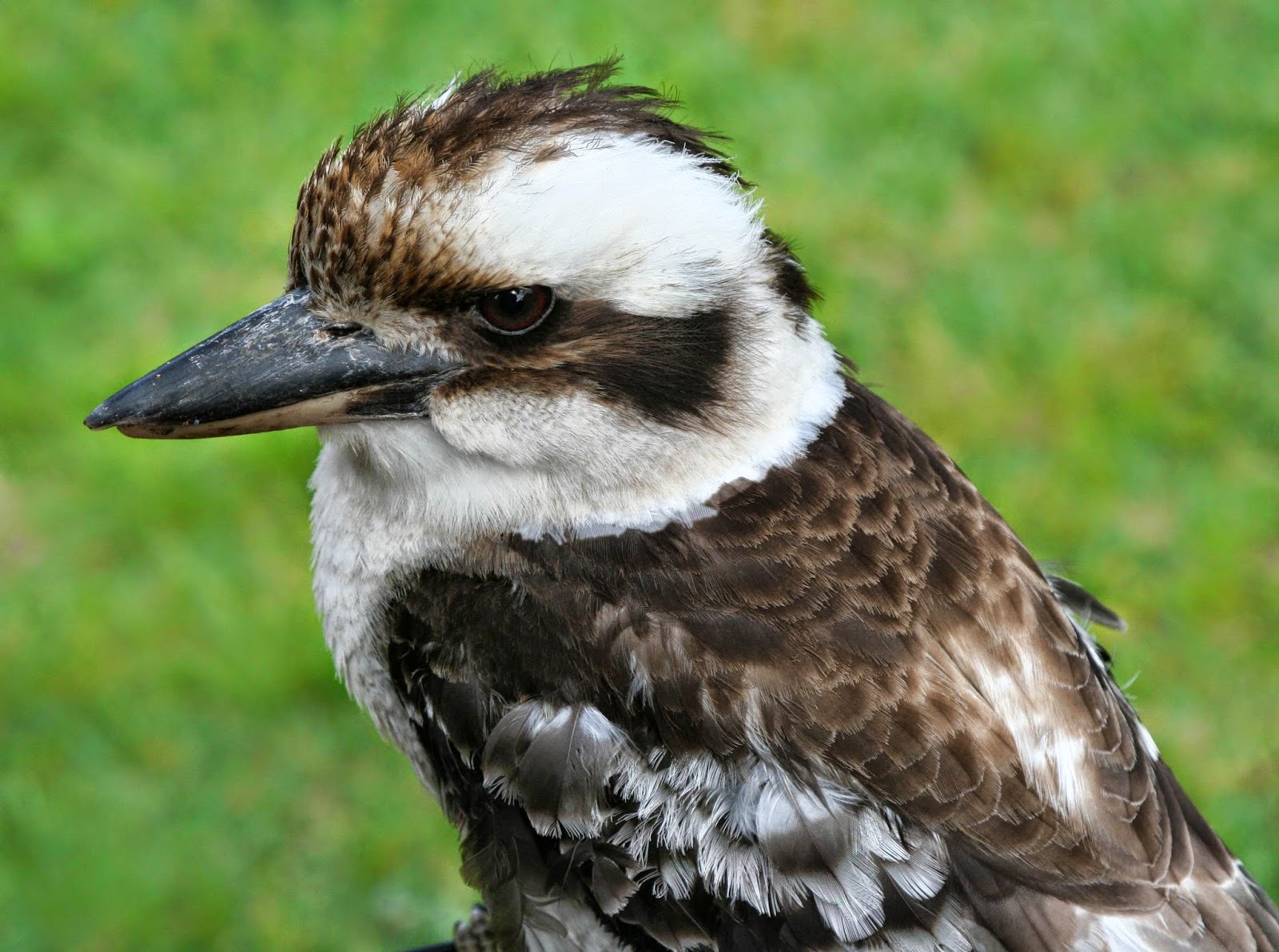 KOOKABURRA BIRD photos - wallpapers | the fun bank