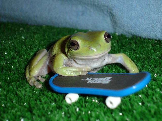 Wednesday Frogs: June 2020